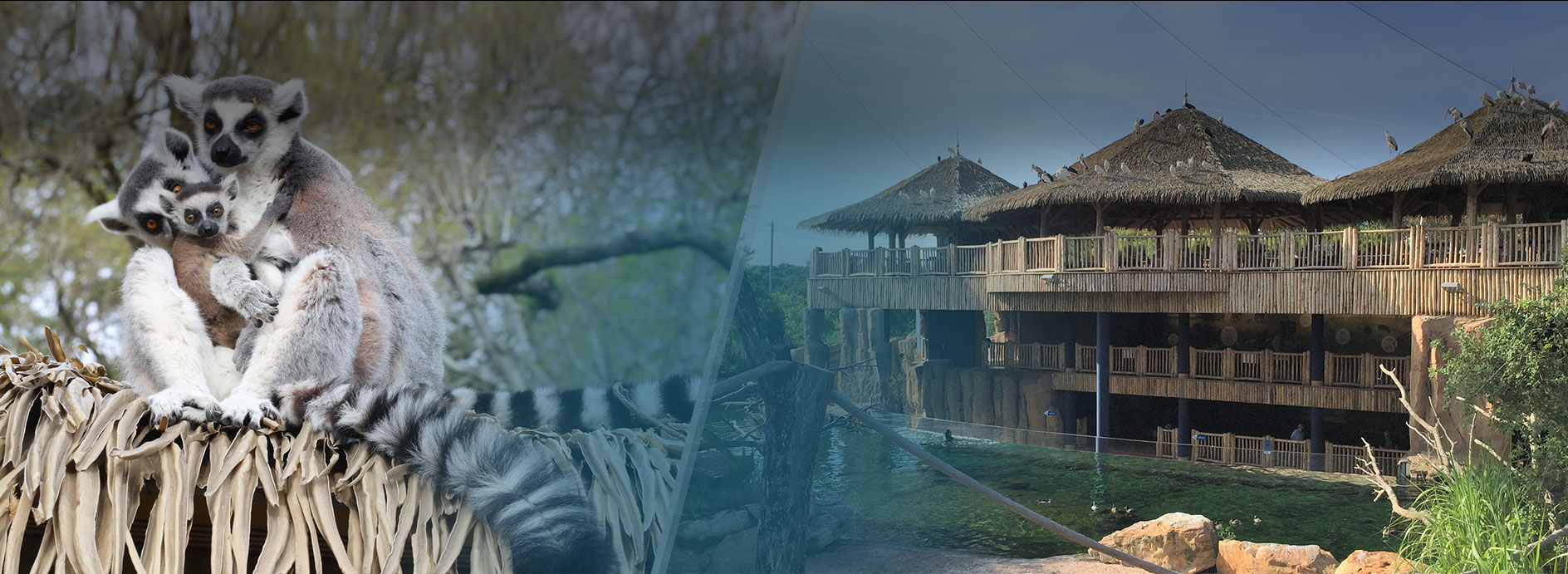 Synthetic Roofing for Zoo: Entrance, Animal Habitat | Palmex International